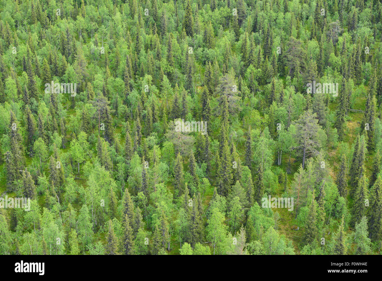 Aerial view of taiga boreal forest, Sjaunja Bird Protection Area ...