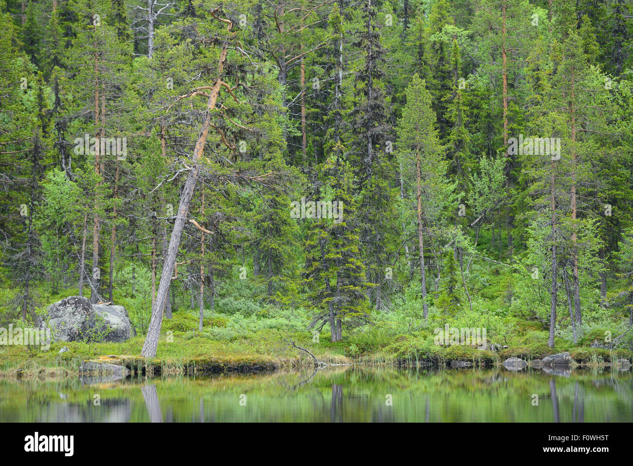 North boreal forest hi-res stock photography and images - Alamy