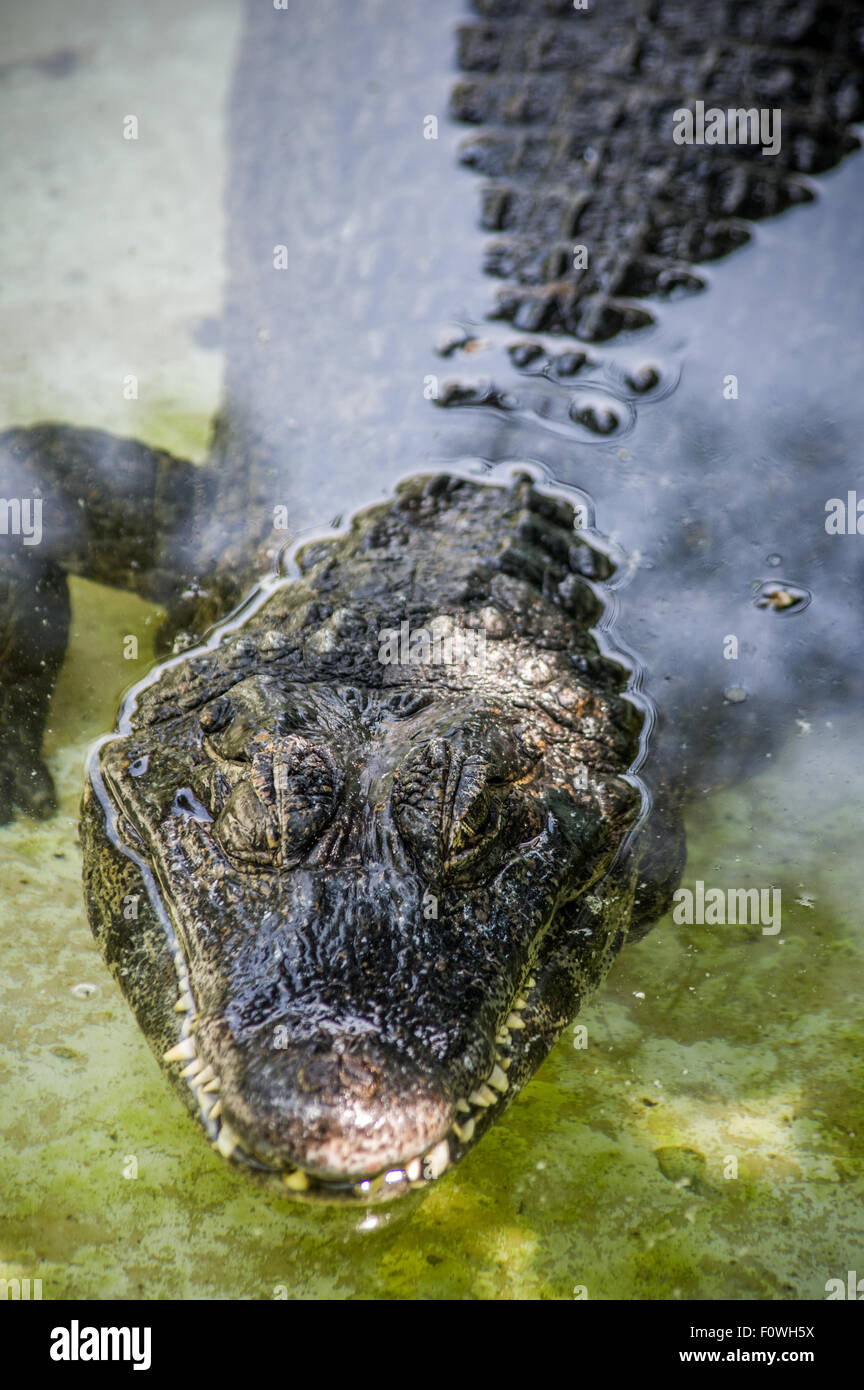 Wild crocodile on water in a lake, Africa Stock Photo - Alamy