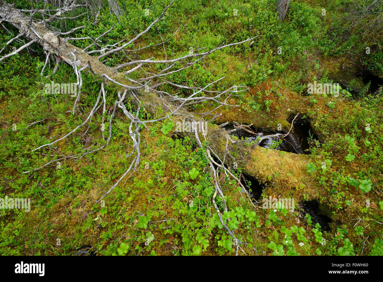Fallen coniferous tree in Taiga boreal forest, Kvikkjokk, Greater ...