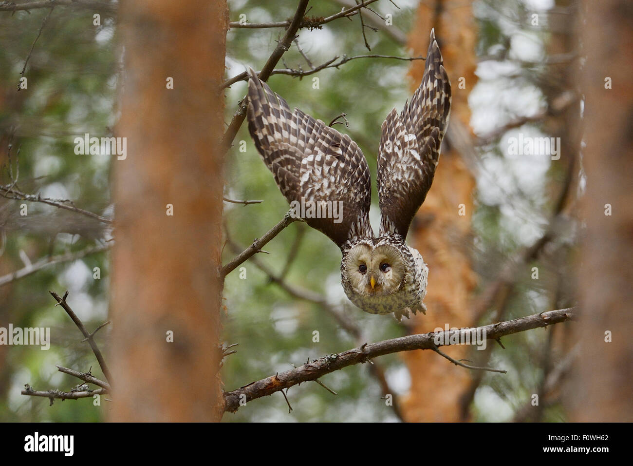 Ural owl (Strix uralensis) in flight, Greater Laponia Rewilding Area ...