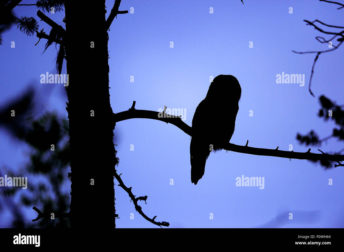 Ural owl (Strix uralensis) silhouetted on branch, Greater Laponia ...