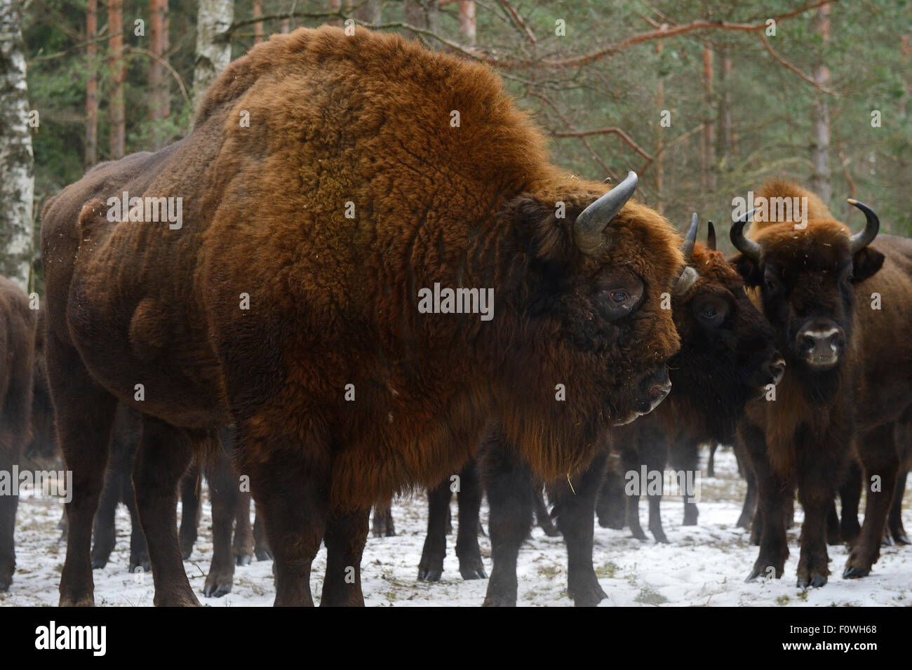 European bison (Bison bonasus), large bull, Drawsko Military area ...