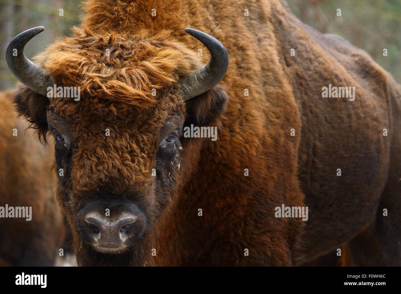 European bison (Bison bonasus), large bull, Drawsko Military area ...