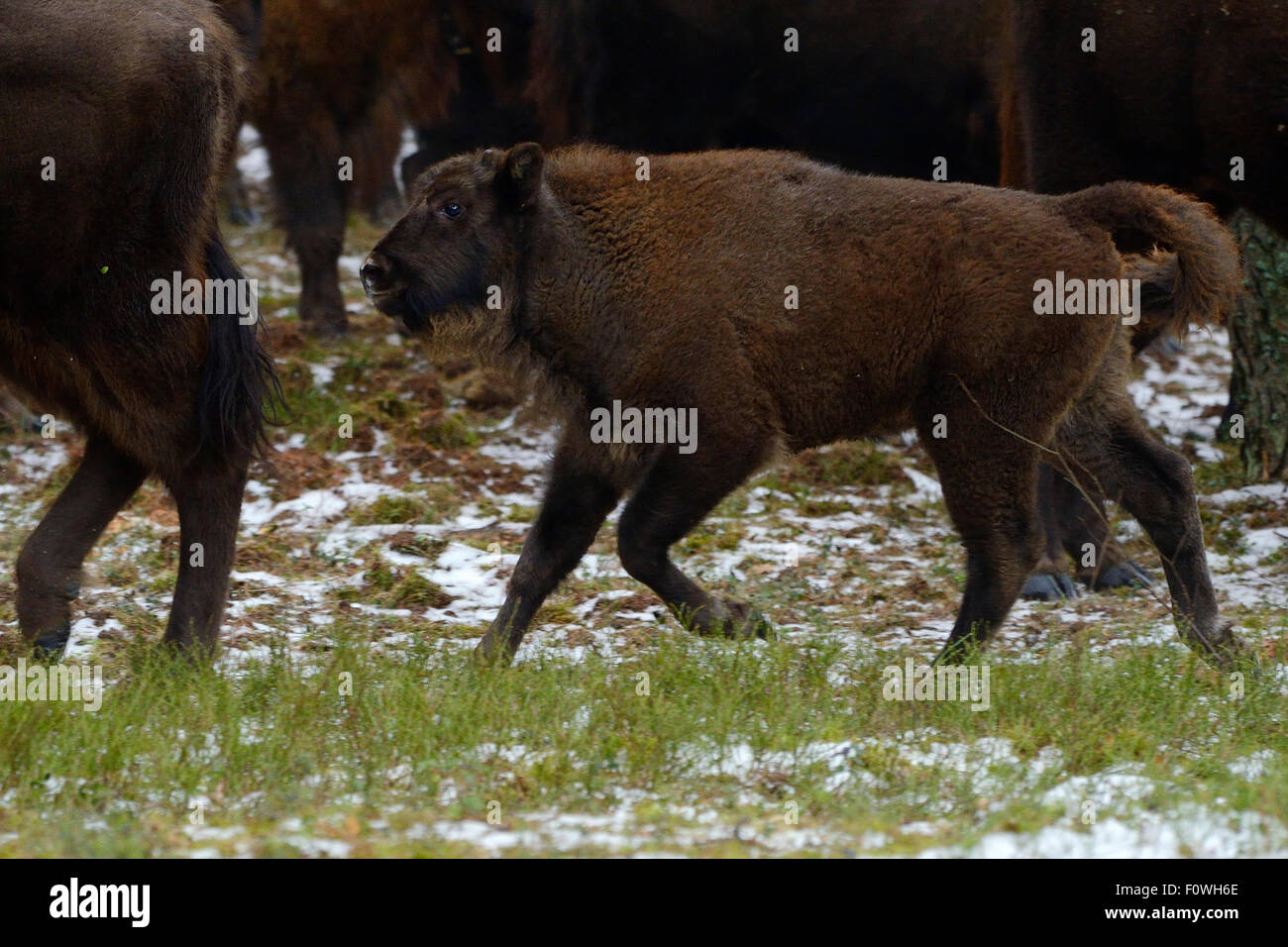 European bison (Bison bonasus) calf running, Drawsko Military area ...