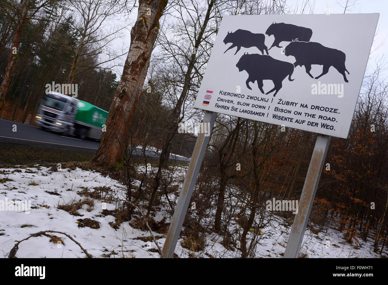 Road sign alerting drivers to the presence of European bison (Bison ...