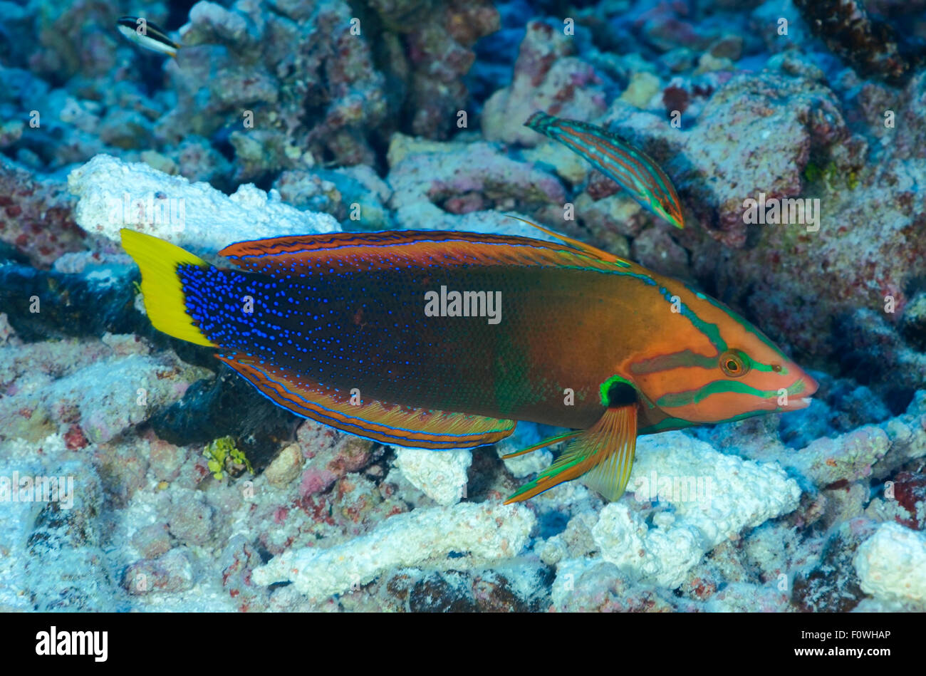 BEAUTIFUL WRASSE FISH SWIMMING CLOSE TO CORAL REEF Stock Photo - Alamy