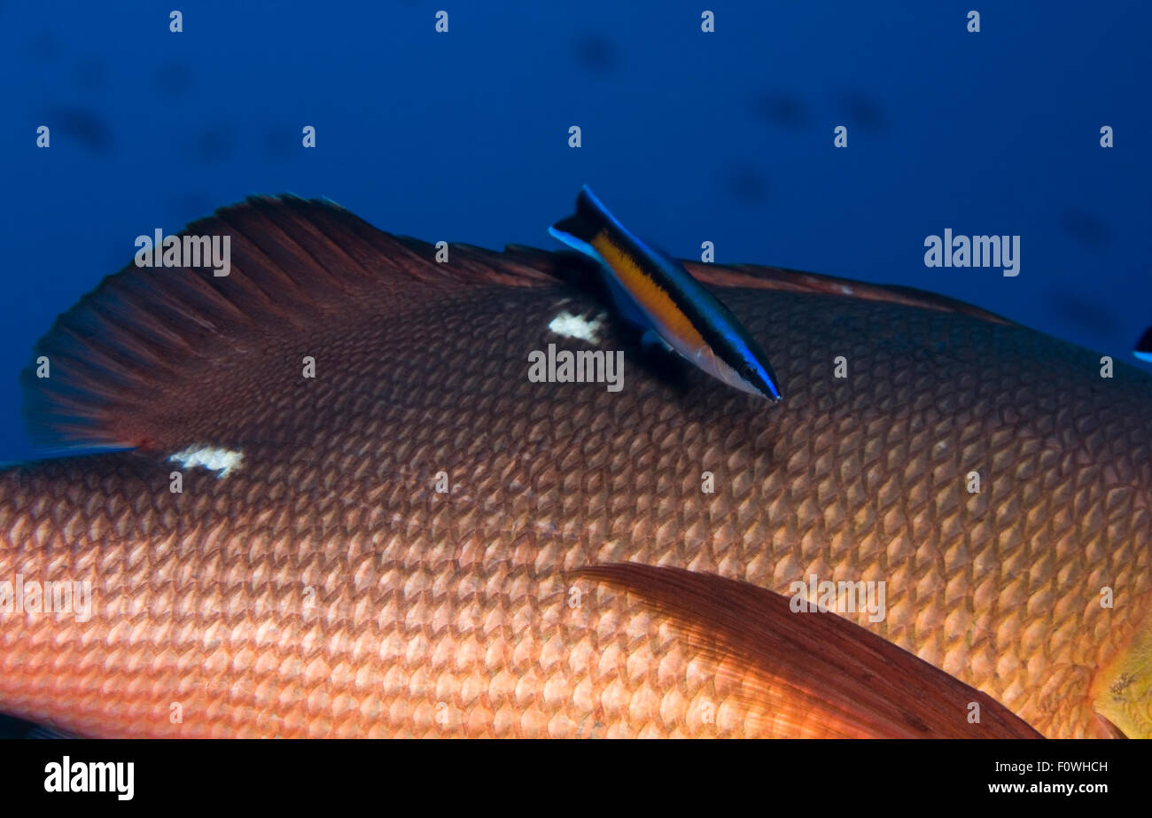 SMALL CLEANER WRASSE SWIMMING ON BACK OF SNAPPER FISH Stock Photo - Alamy