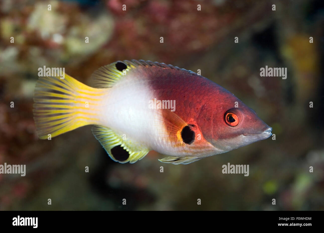 SMALL WRASSE FISH SWIMMING ON CORAL REEF CLEAR BLUE WATER Stock Photo ...