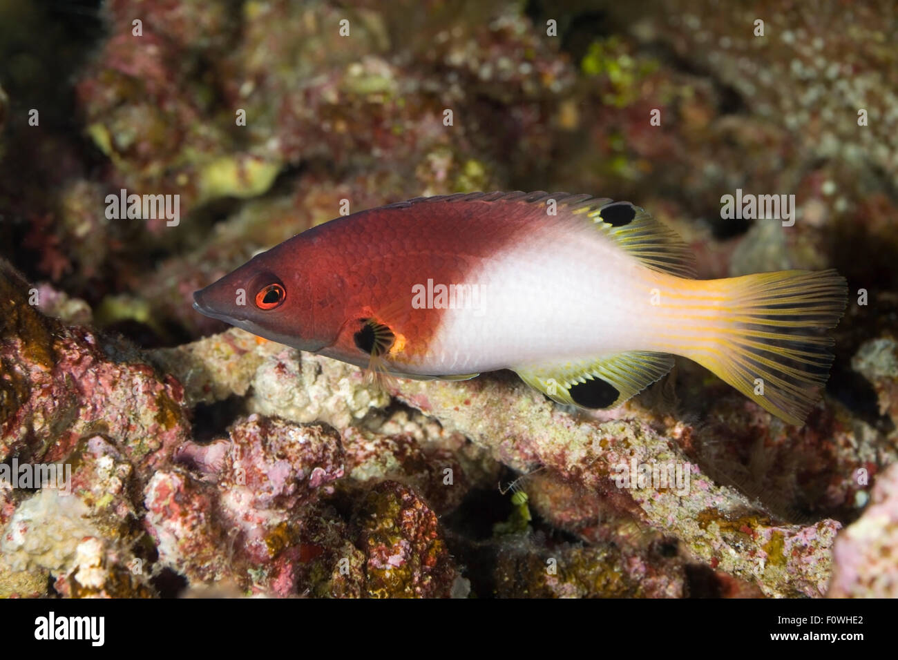Wrasse fish hi-res stock photography and images - Alamy