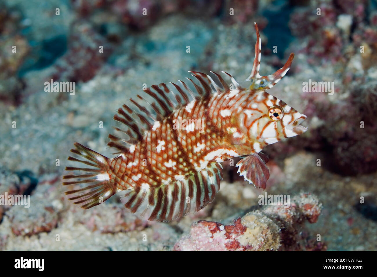 YOUNG WRASSE FISH SWIMMING ON CORAL REEF CLEAR WATER Stock Photo - Alamy
