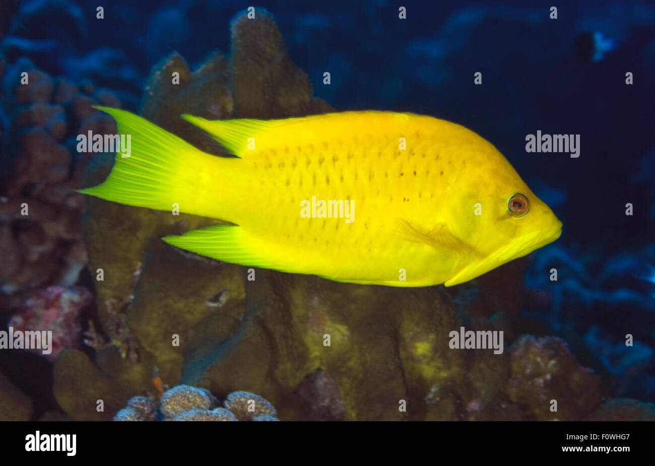 Yellow Wrasse High Resolution Stock Photography and Images - Alamy