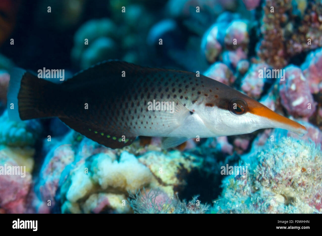 Wrasse fish hi-res stock photography and images - Alamy