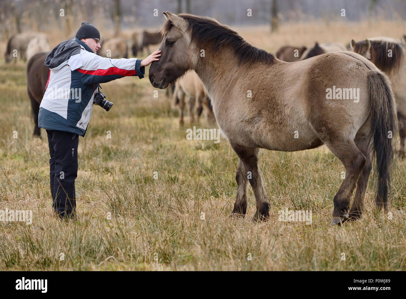 Konik horses in the Odra Delta Nature Park reserve near Stepnica, Oder ...