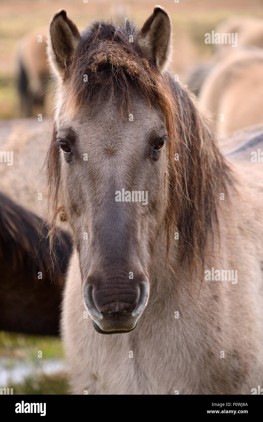 Konik horse in the Odra Delta Nature Park reserve near Stepnica, Oder ...