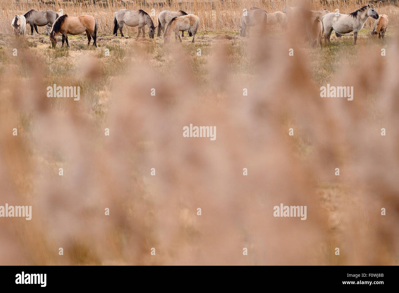 Konik horses in the Odra Delta Nature Park reserve near Stepnica, Oder ...