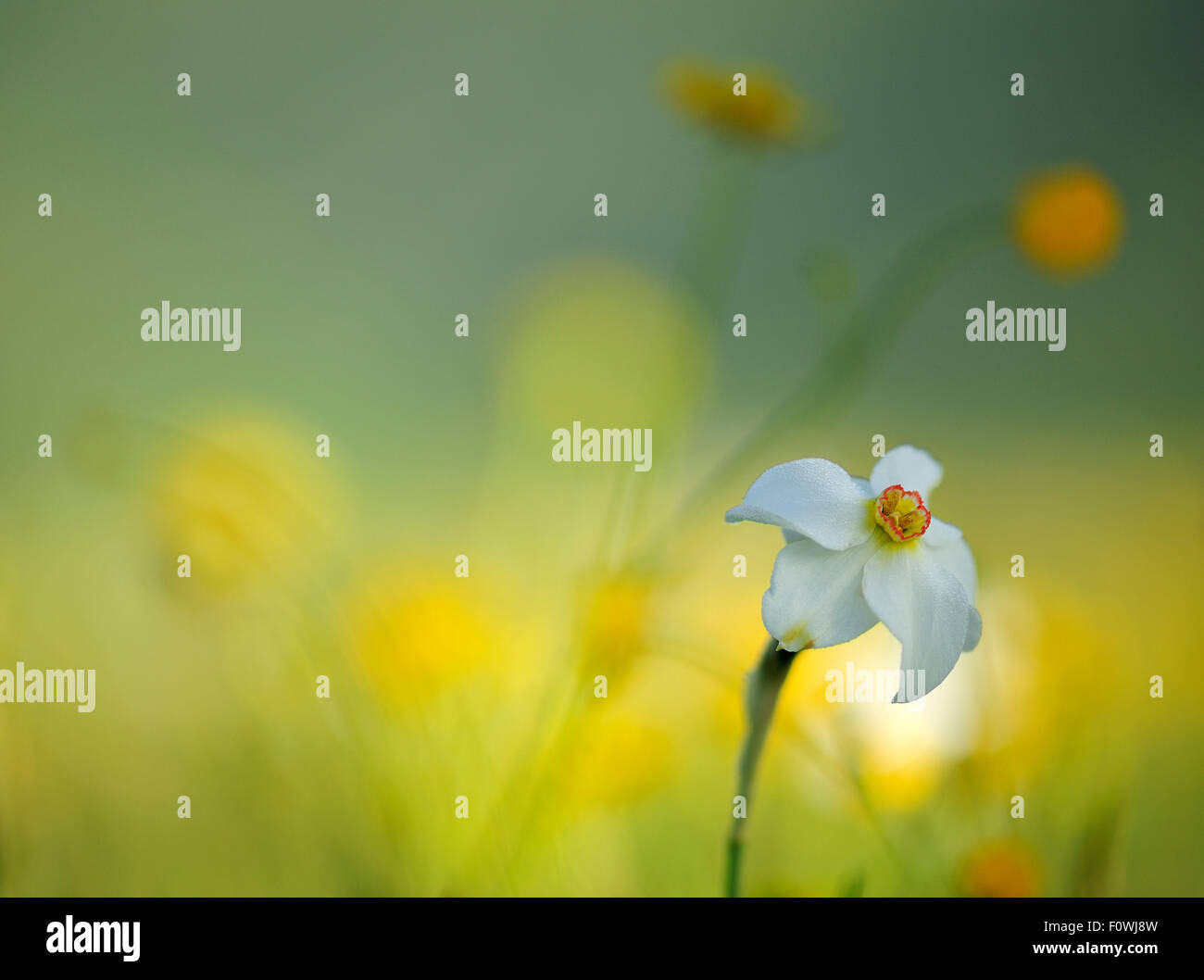Meadow buttercup (Ranunculus acris) and Poet's daffodil (Narcissus ...