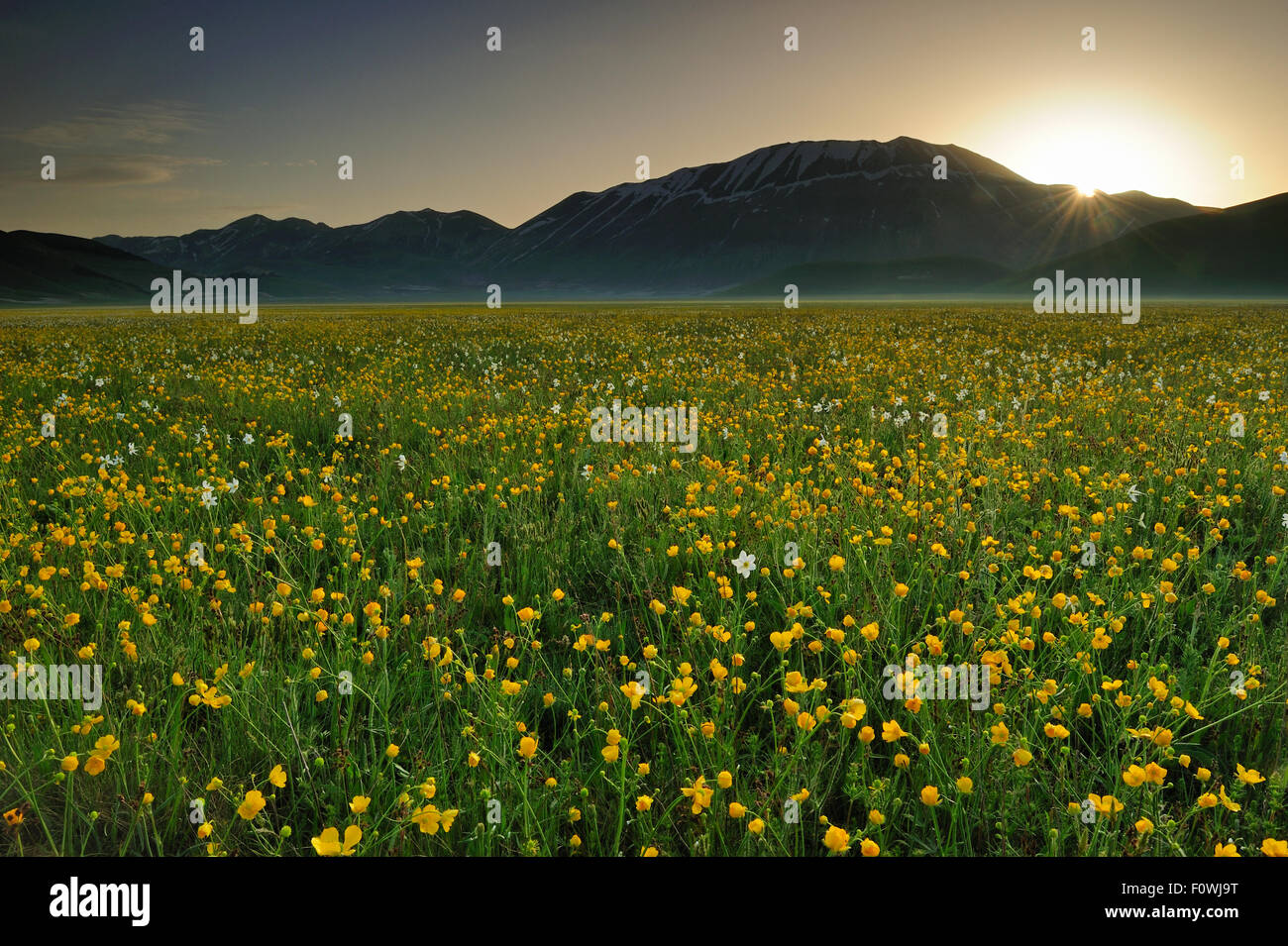 Meadow buttercup (Ranunculus acris) and Poet's daffodil (Narcissus ...