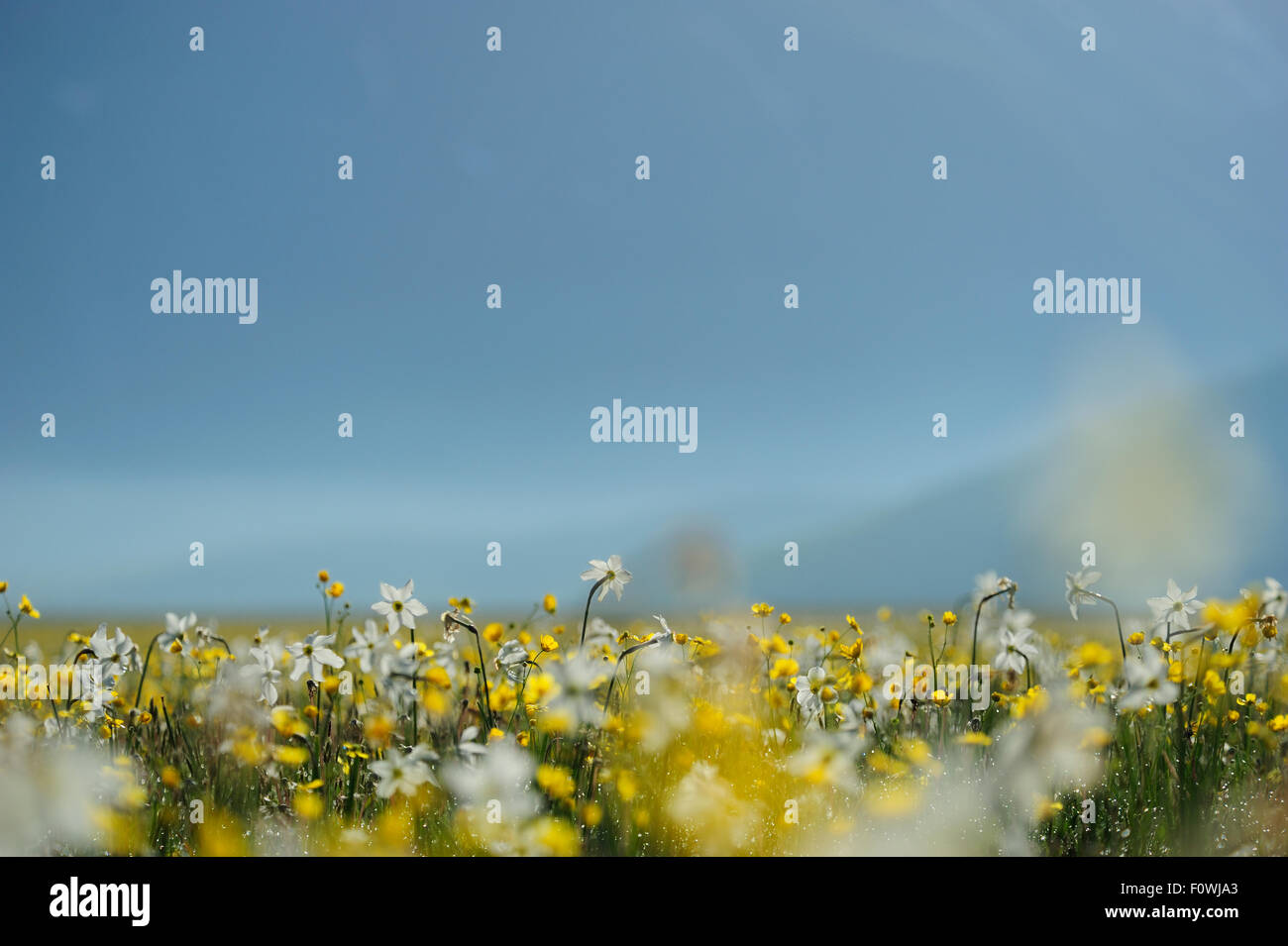 Meadow buttercup (Ranunculus acris) and Poet's daffodil (Narcissus ...