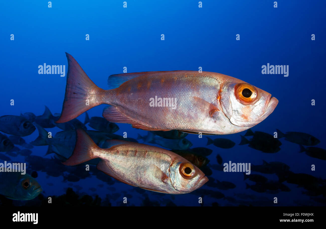 Bigeye fish underwater hi-res stock photography and images - Alamy