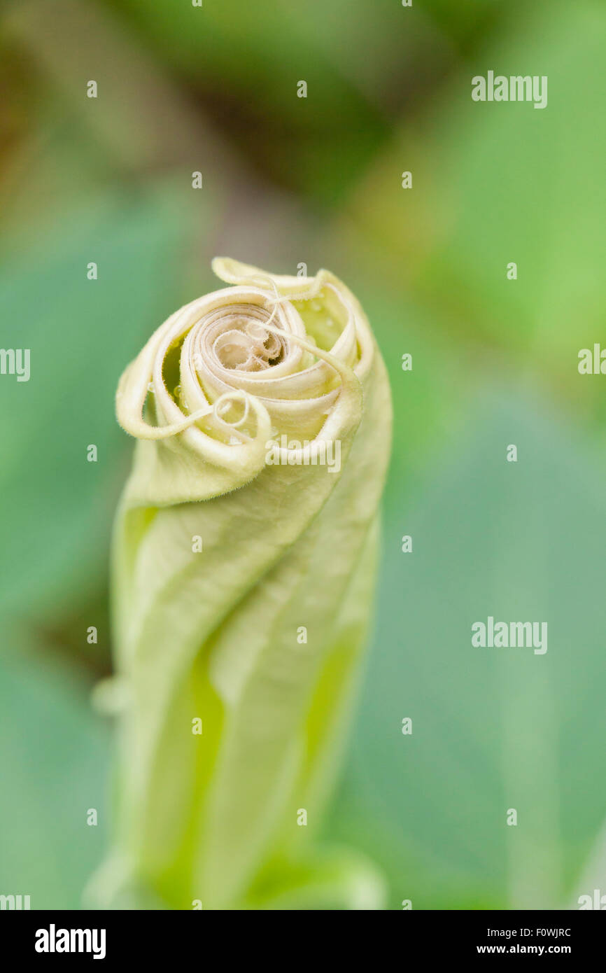 Devil'sTrumpet flower (Datura innoxia / Datura inoxia) before bloom ...