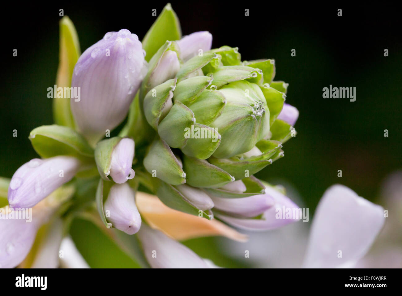 Hosta flower buds - USA Stock Photo - Alamy