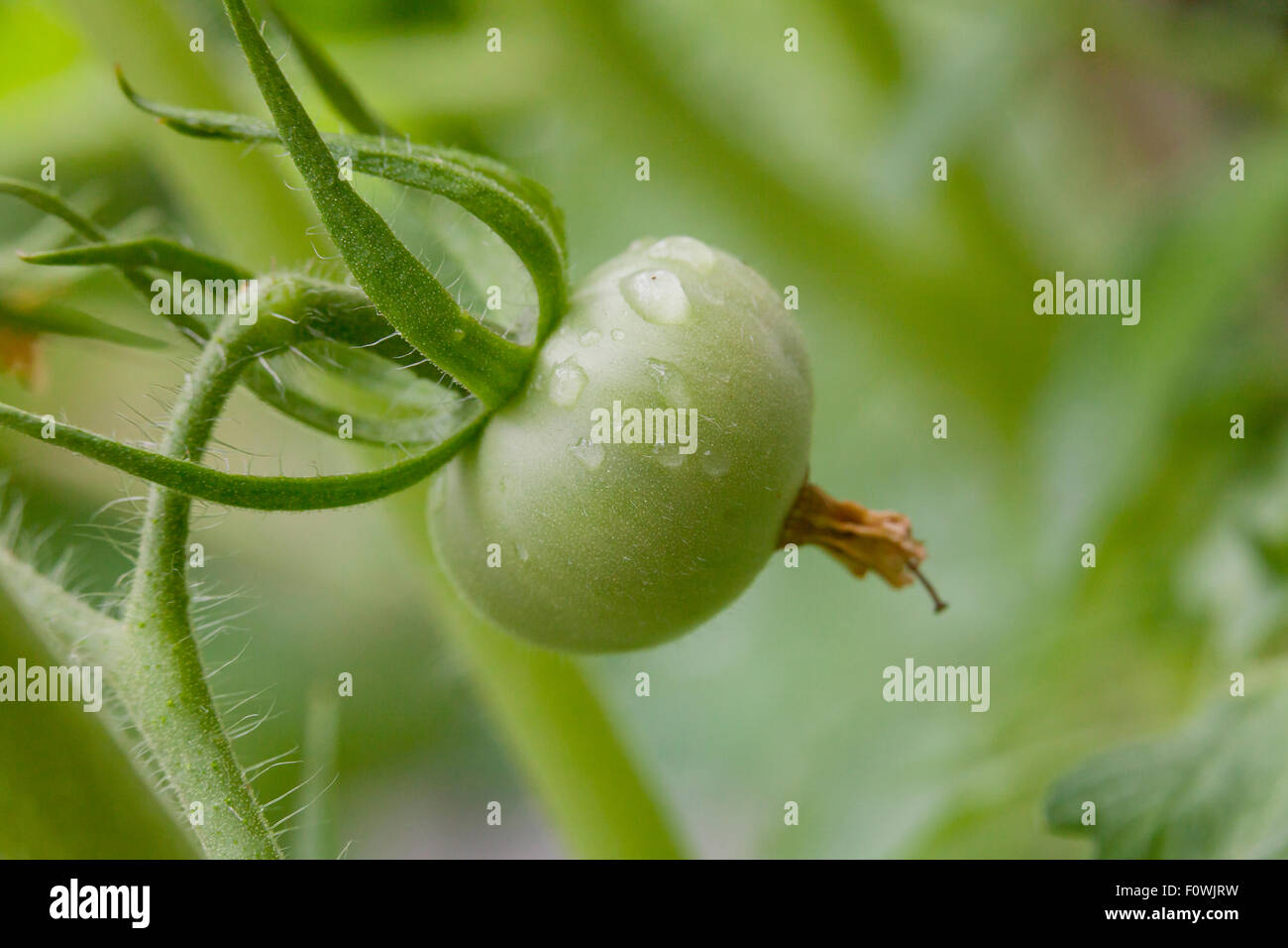 New tomato fruit forming - USA Stock Photo - Alamy