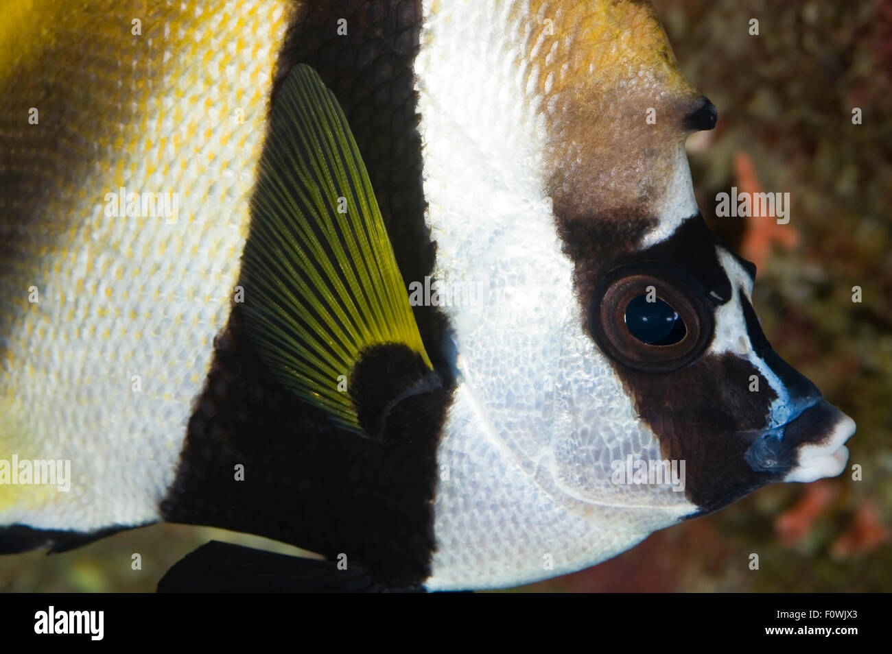 CLOSE-UP VIEW OF BUTTERFLYFISH SWIMMING ON CORAL REEF Stock Photo - Alamy