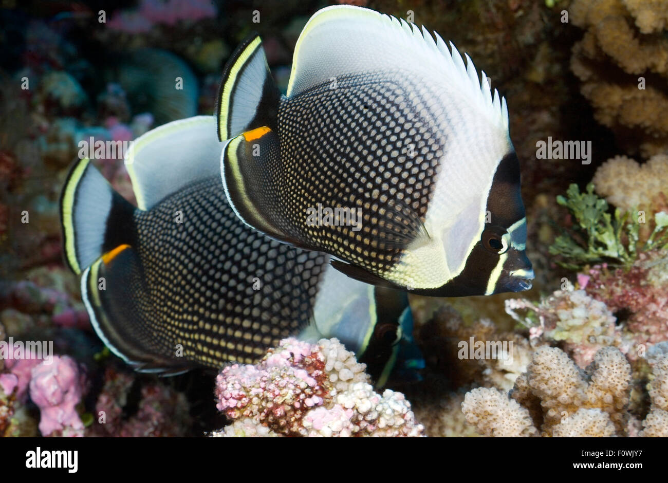 COUPLE OF BUTTERFLYFISH SWIMMING IN CORAL REEF CLEAR WATER Stock Photo ...