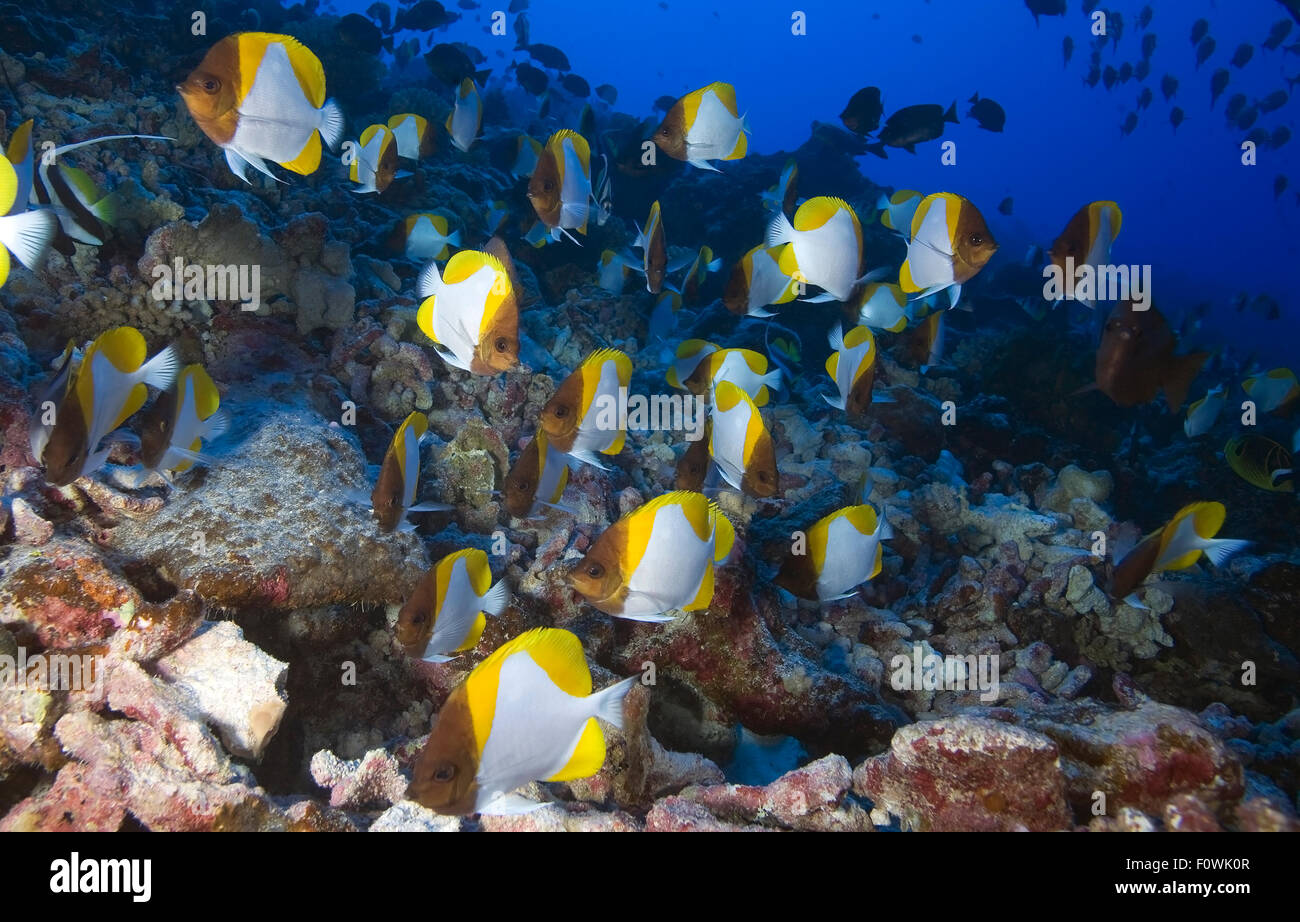 BIG SCHOOL OF BUTTERFLYFISH SWIMMING CLOSE TO REEF Stock Photo - Alamy