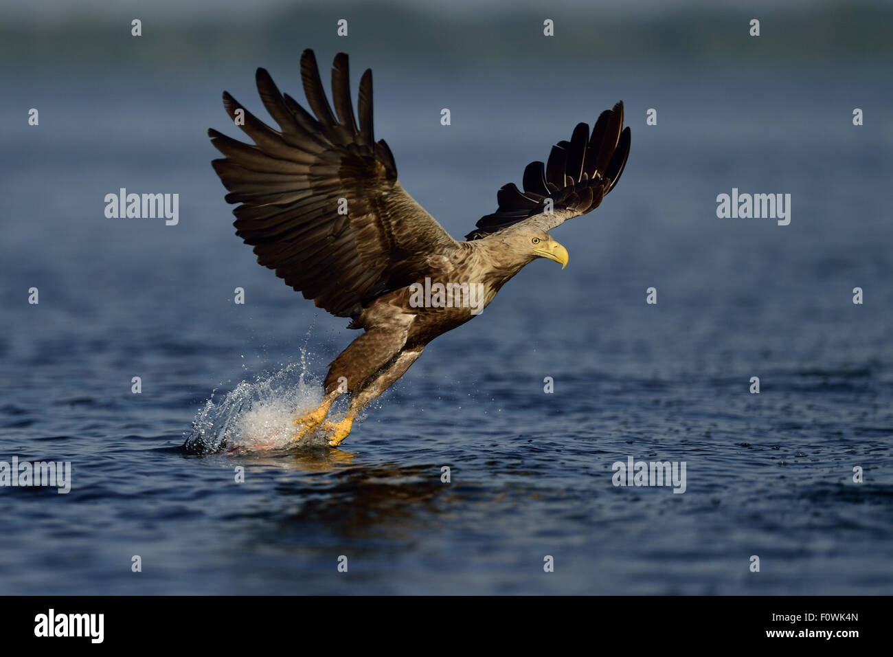 Rewilding border hi-res stock photography and images - Alamy