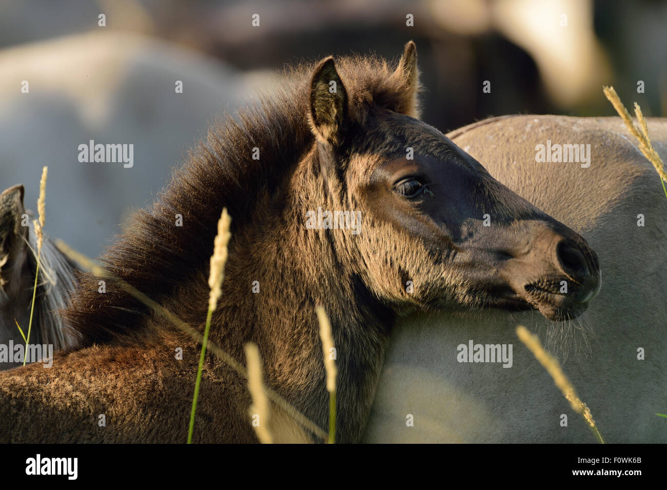 Stepnica hi-res stock photography and images - Alamy