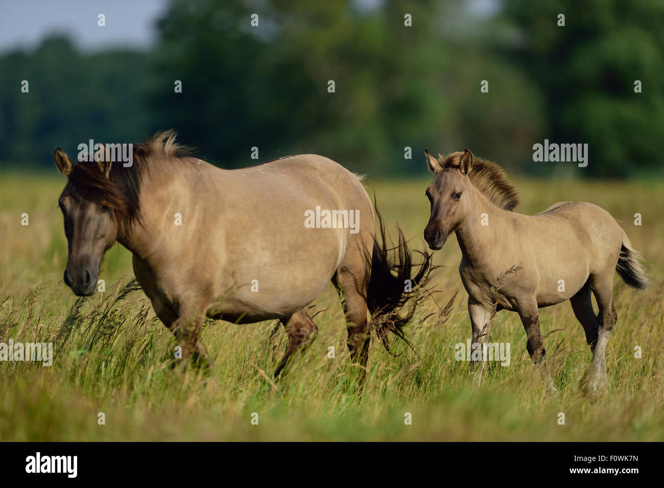 Wild Konik horses, mare and foal. Odry delta reserve, Stepnica, Poland ...