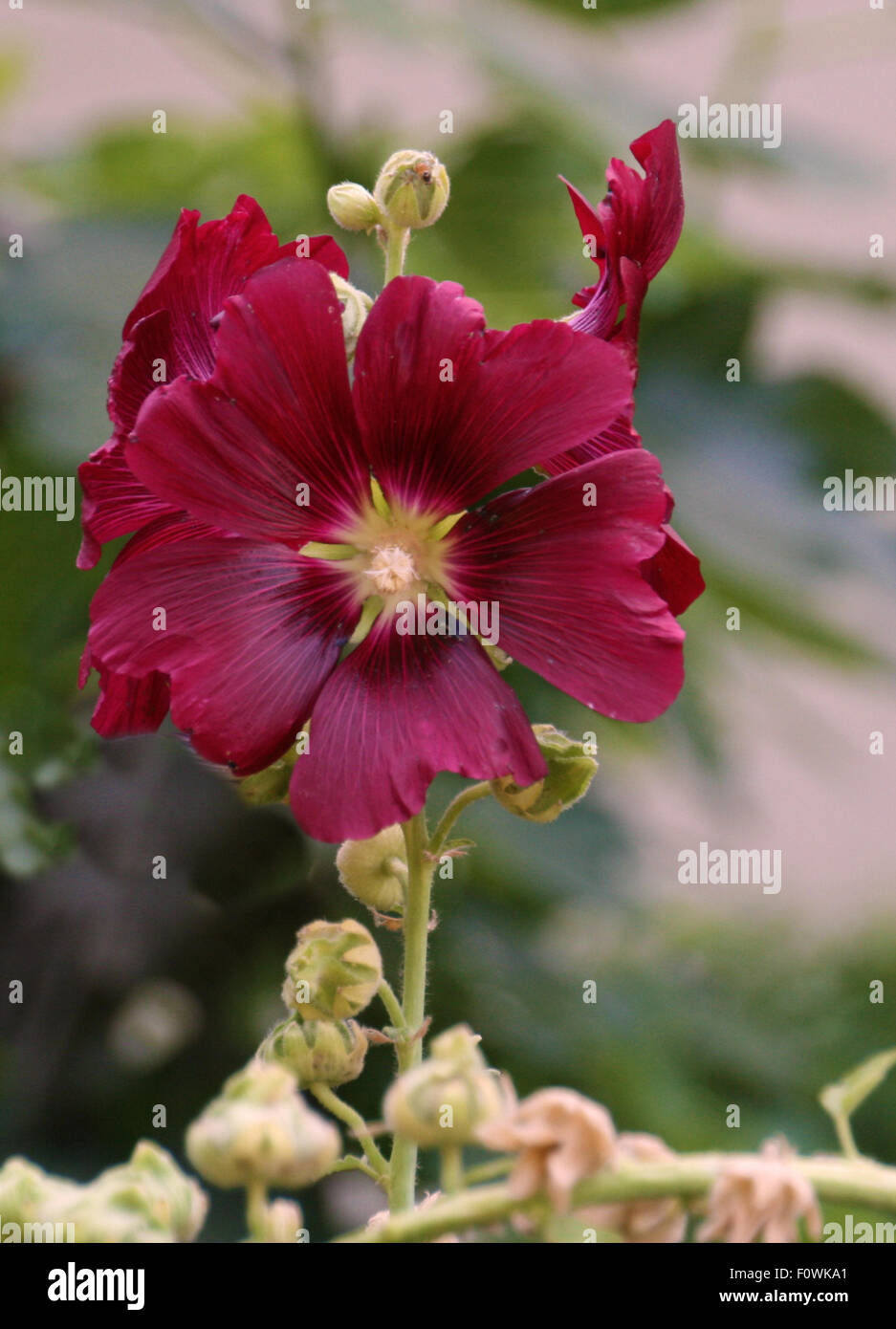 Maroon flower hi-res stock photography and images - Alamy