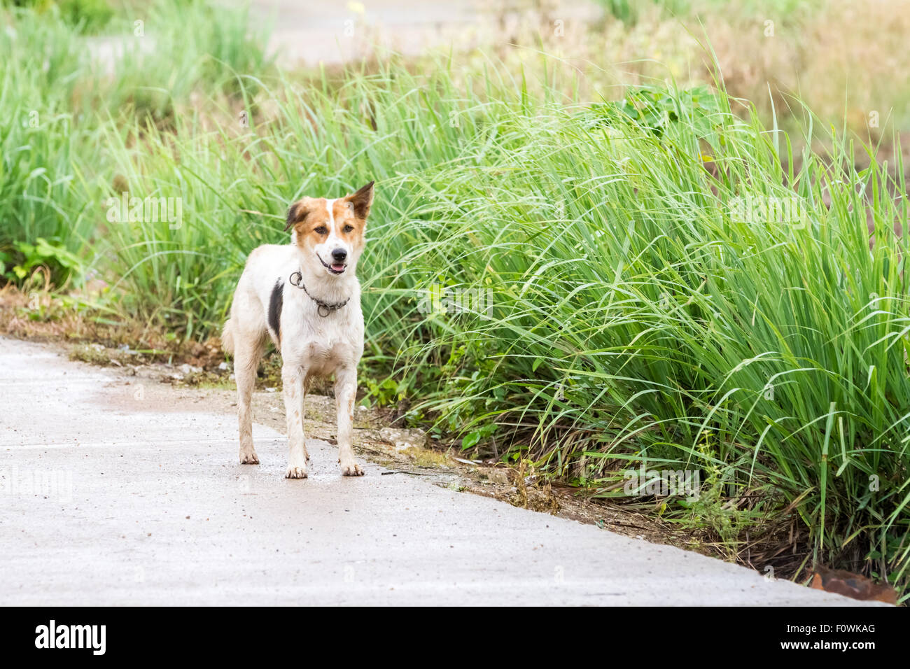 Wild street dogs hi-res stock photography and images - Alamy