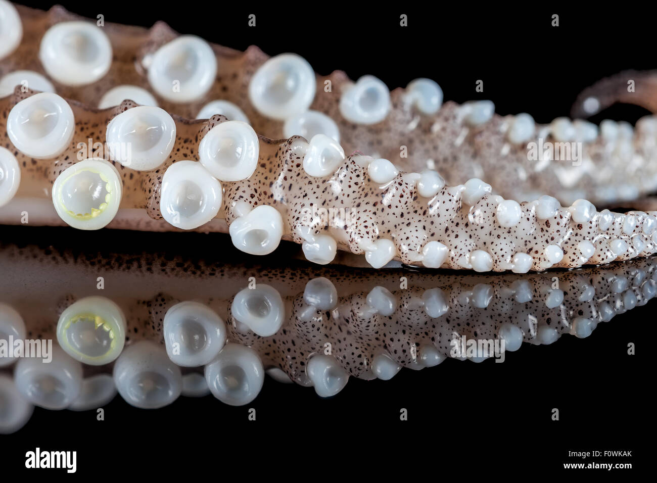 Octopus tentacle on black hi-res stock photography and images - Alamy