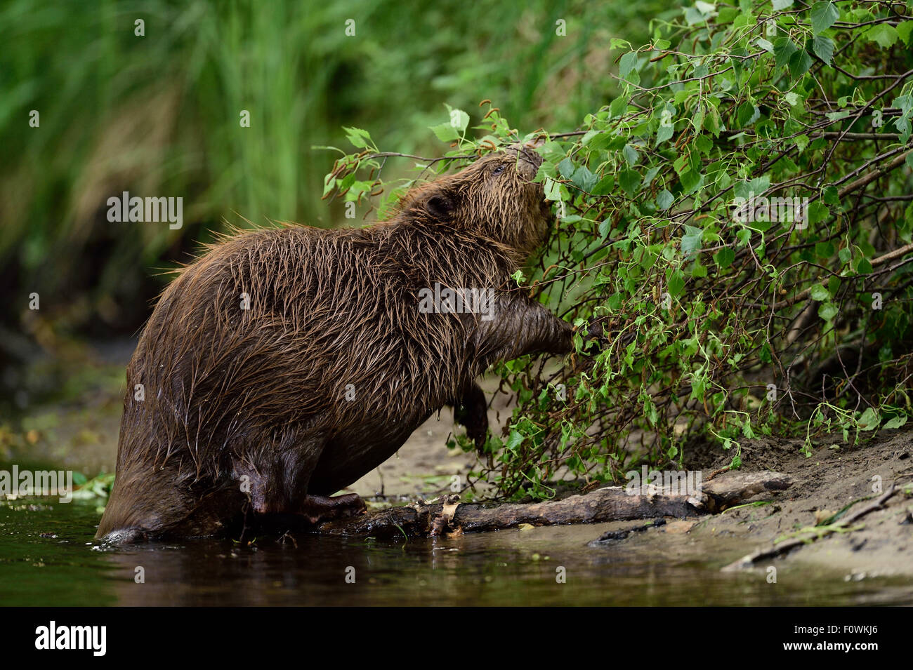 Beaver profile view hi-res stock photography and images - Alamy