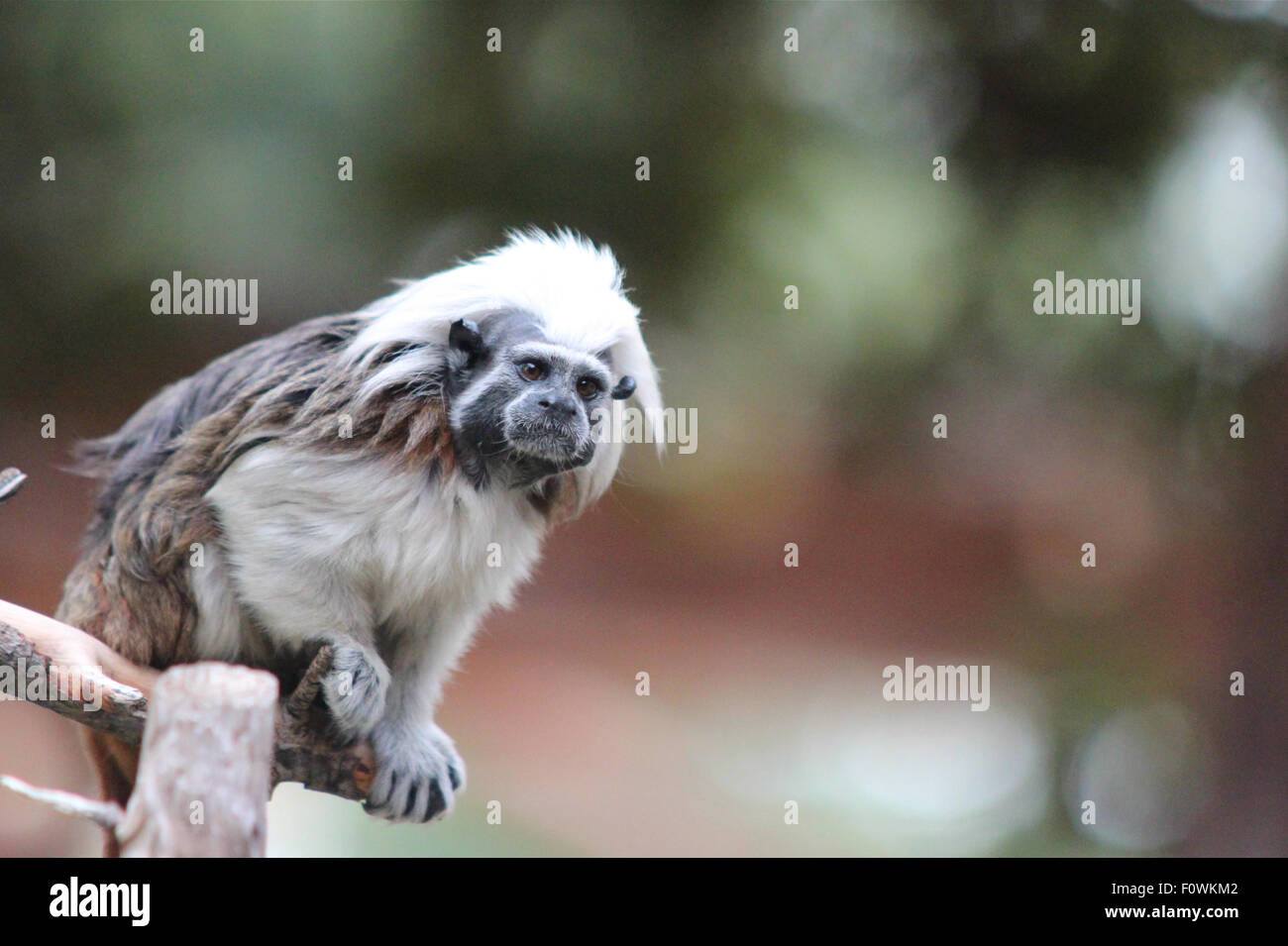 Cotton top tamarin monkey hi-res stock photography and images - Alamy