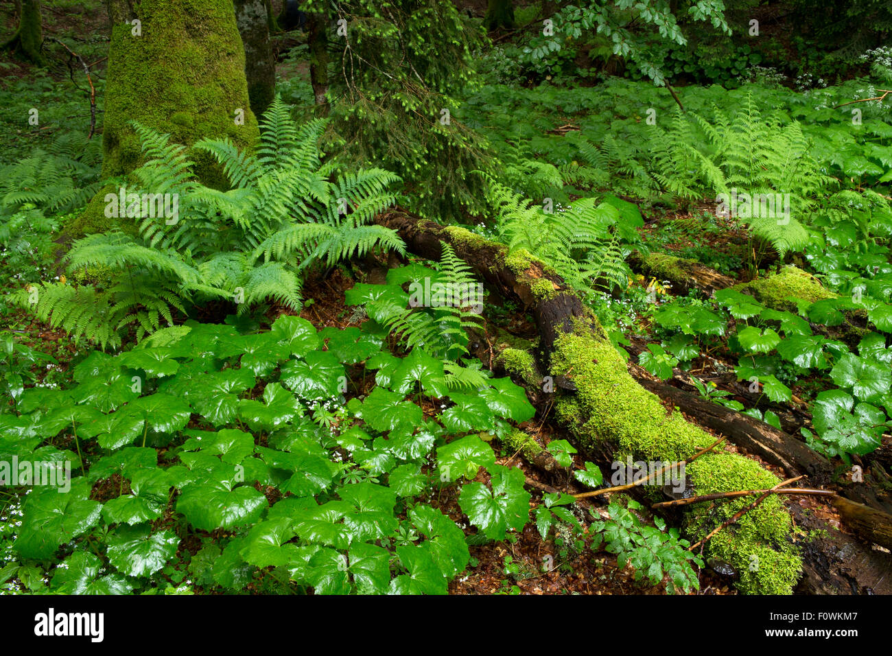 Plant of damp forest hi-res stock photography and images - Alamy
