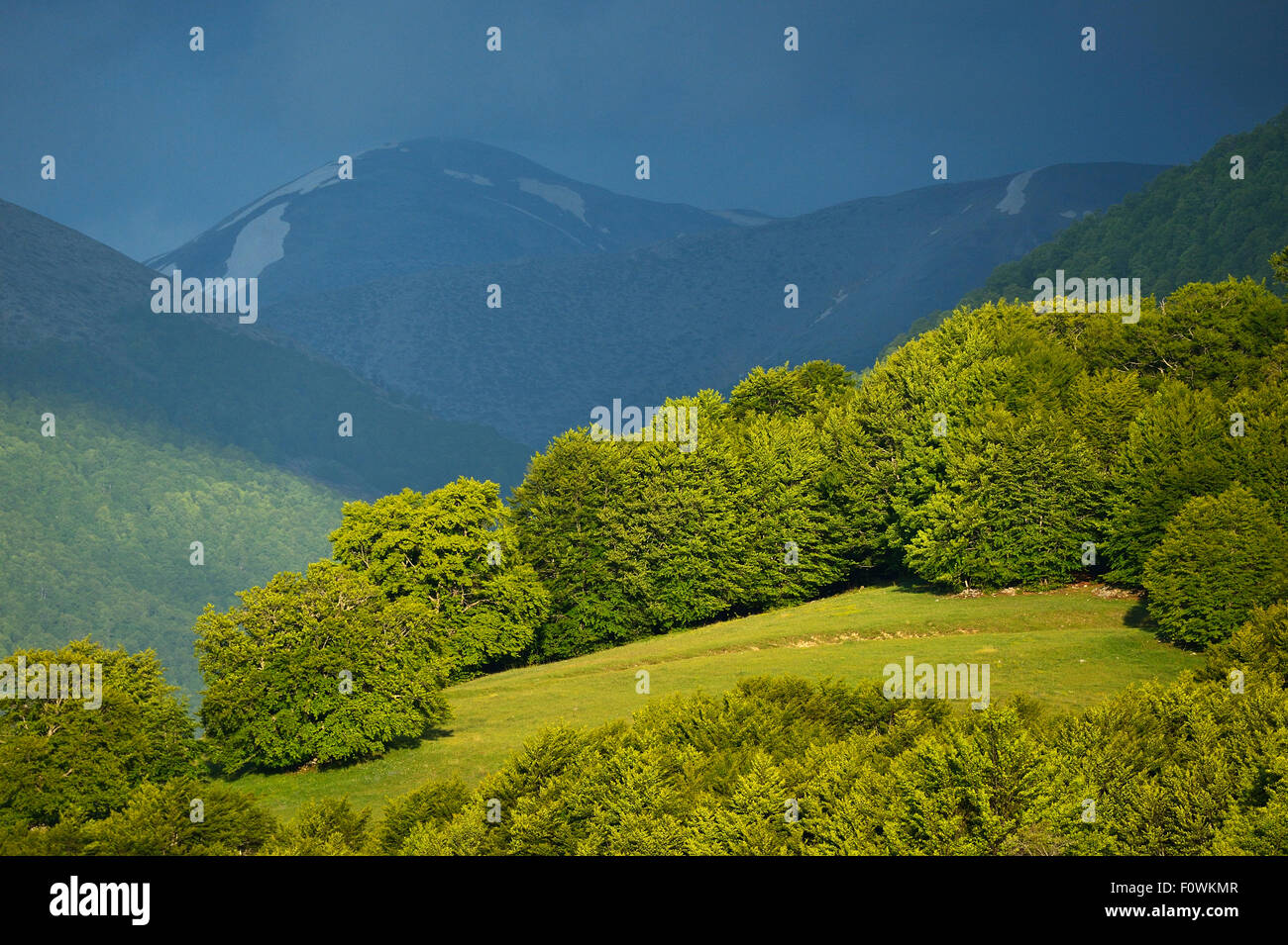 Forest and mountains in the Central Apennines rewilding area, National ...