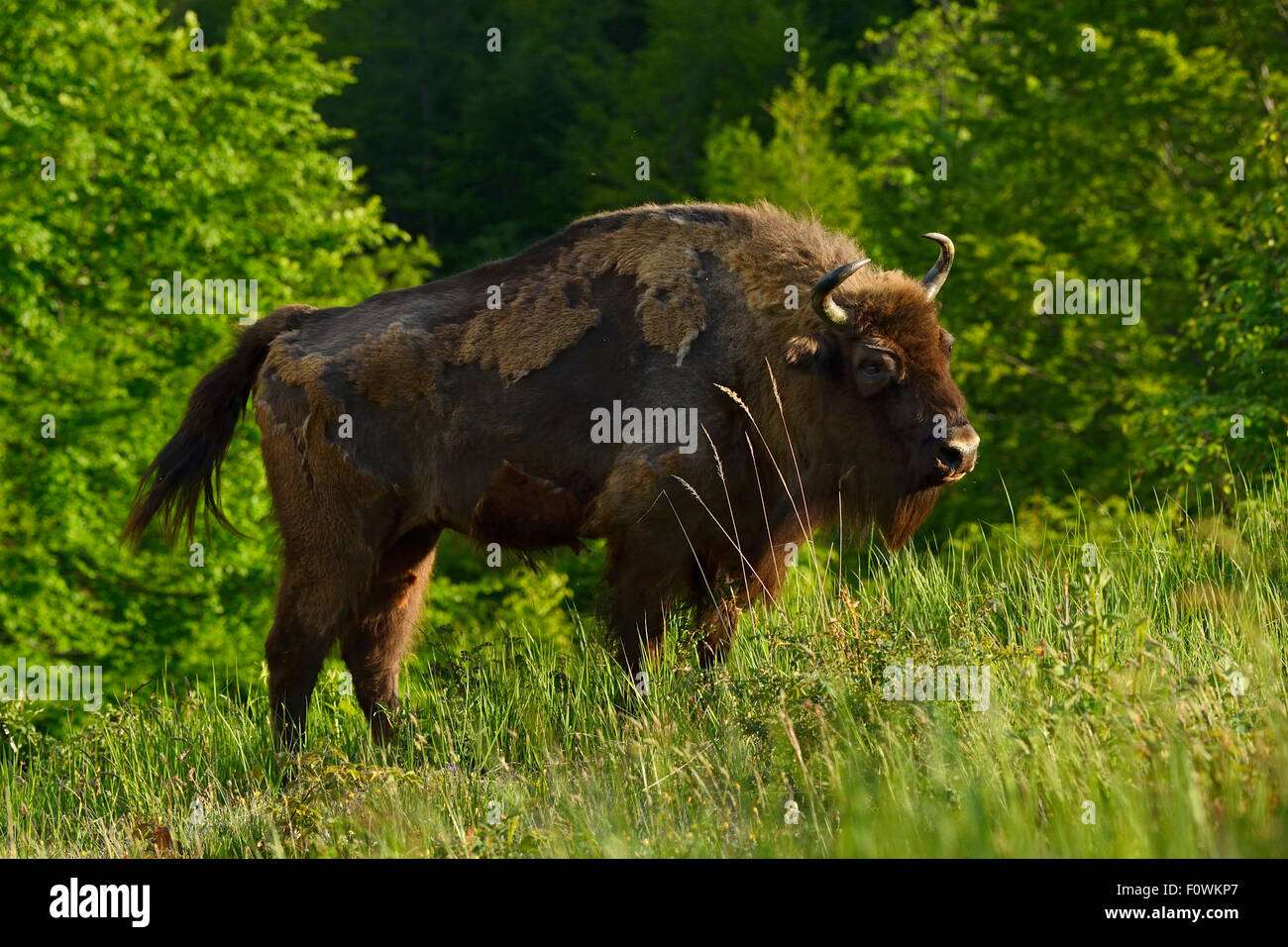 European bison / Wisent (Bison bonasus) released into the Tarcu ...