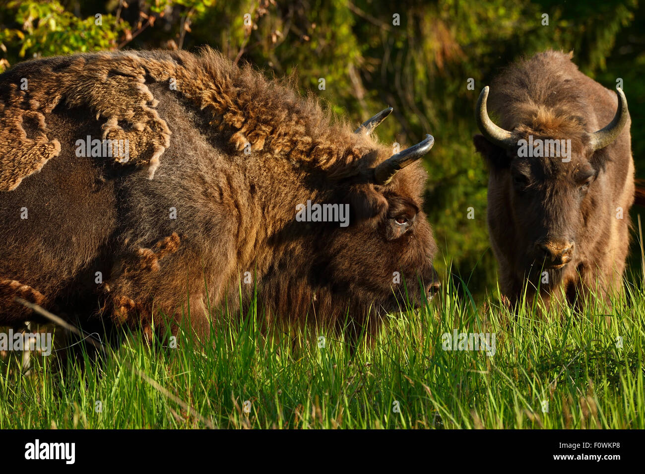 Southern carpathians bison hi-res stock photography and images - Alamy