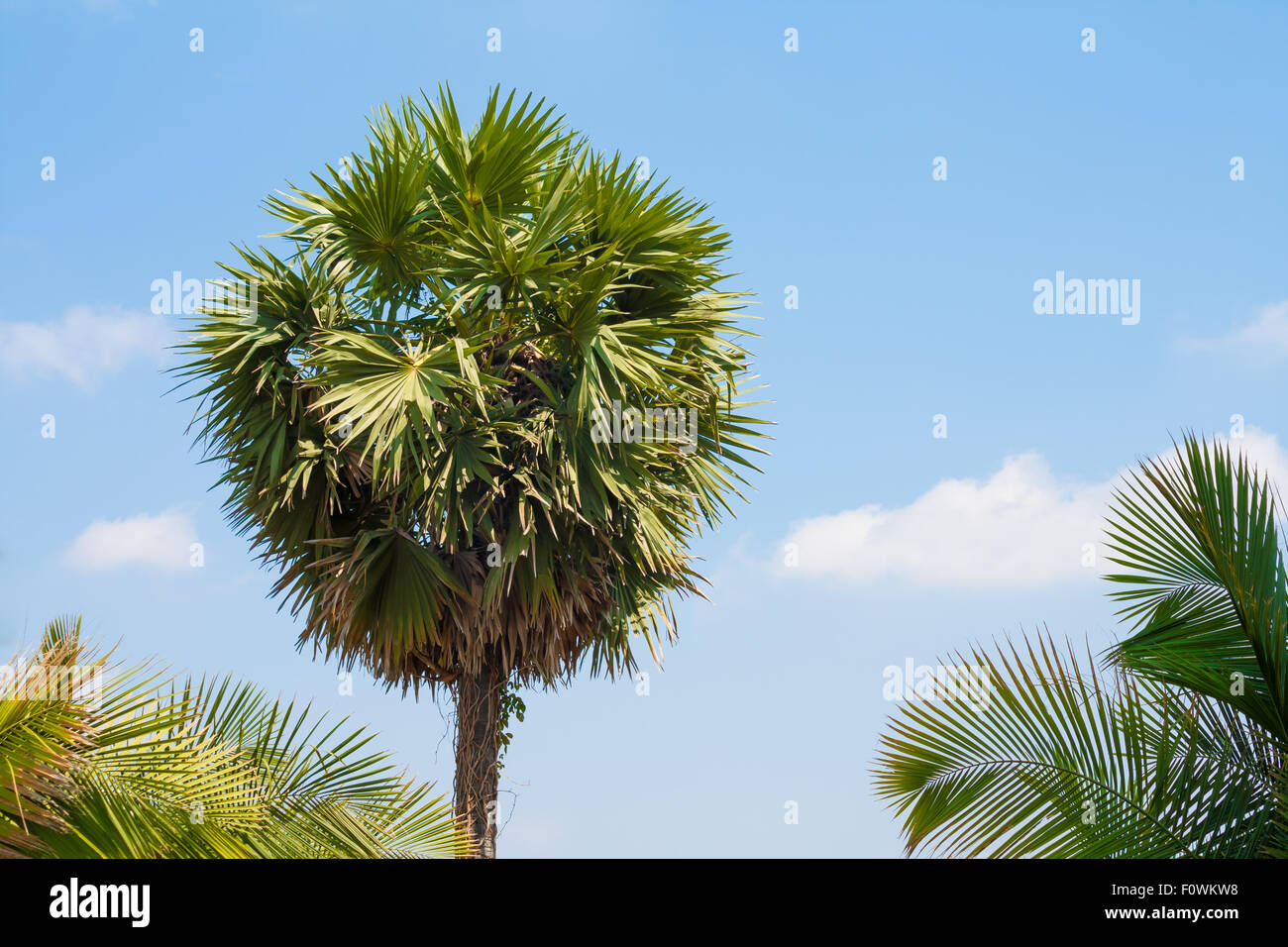 Palm tree stems hi-res stock photography and images - Alamy