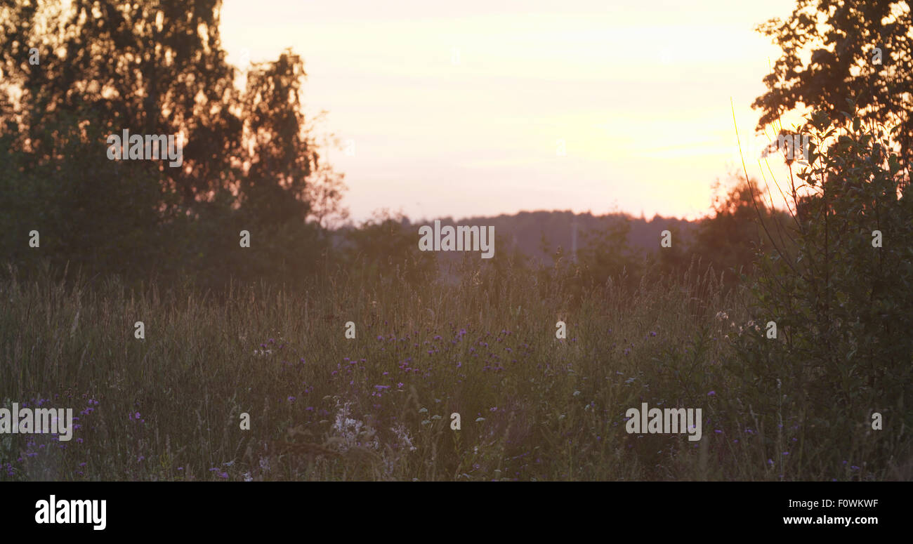 wild herb grass on rural field in sunset Stock Photo - Alamy