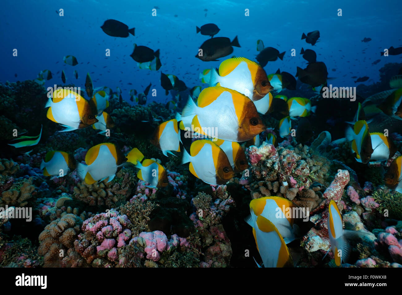 BIG SCHOOL OF BUTTERFLYFISH SWIMMING IN CORAL REF CLEAR WATER Stock ...