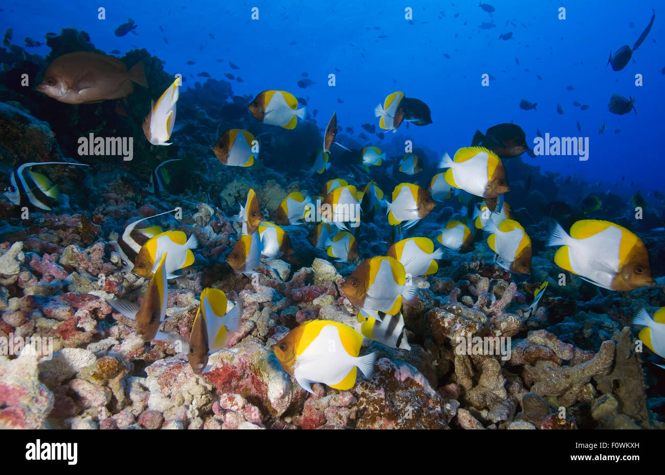BIG SCHOOL OF BUTTERFLYFISH SWIMMING CLOSE TO CORAL REEF Stock Photo ...