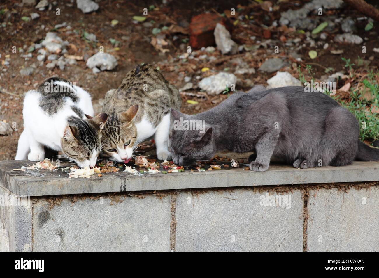 Three Cats High Resolution Stock Photography and Images - Alamy