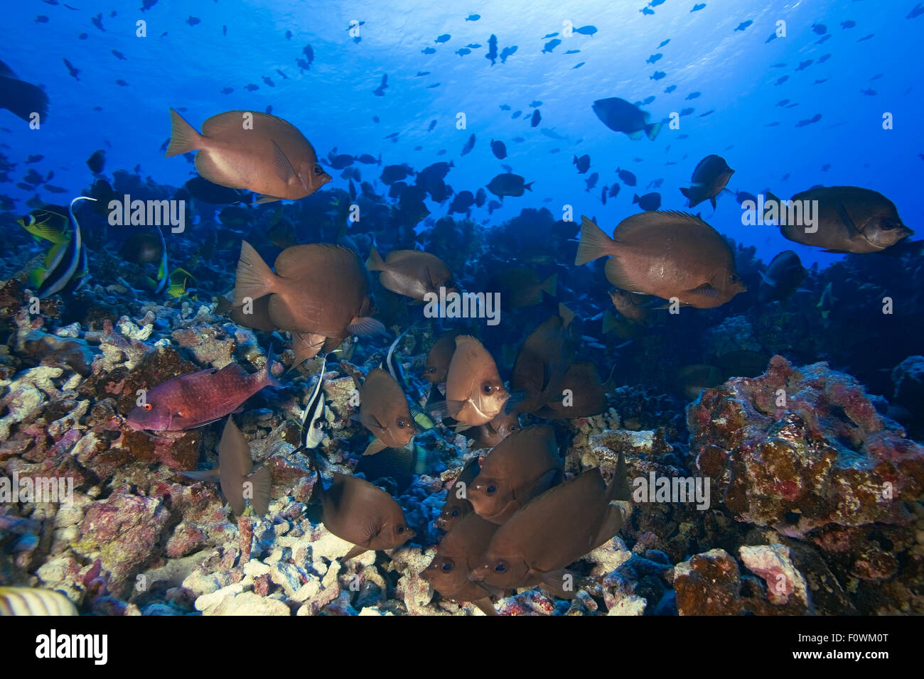 BIG SCHOOL OF BUTTERFLYFISH SWIMMING CLOSE TO CORAL REEF Stock Photo ...