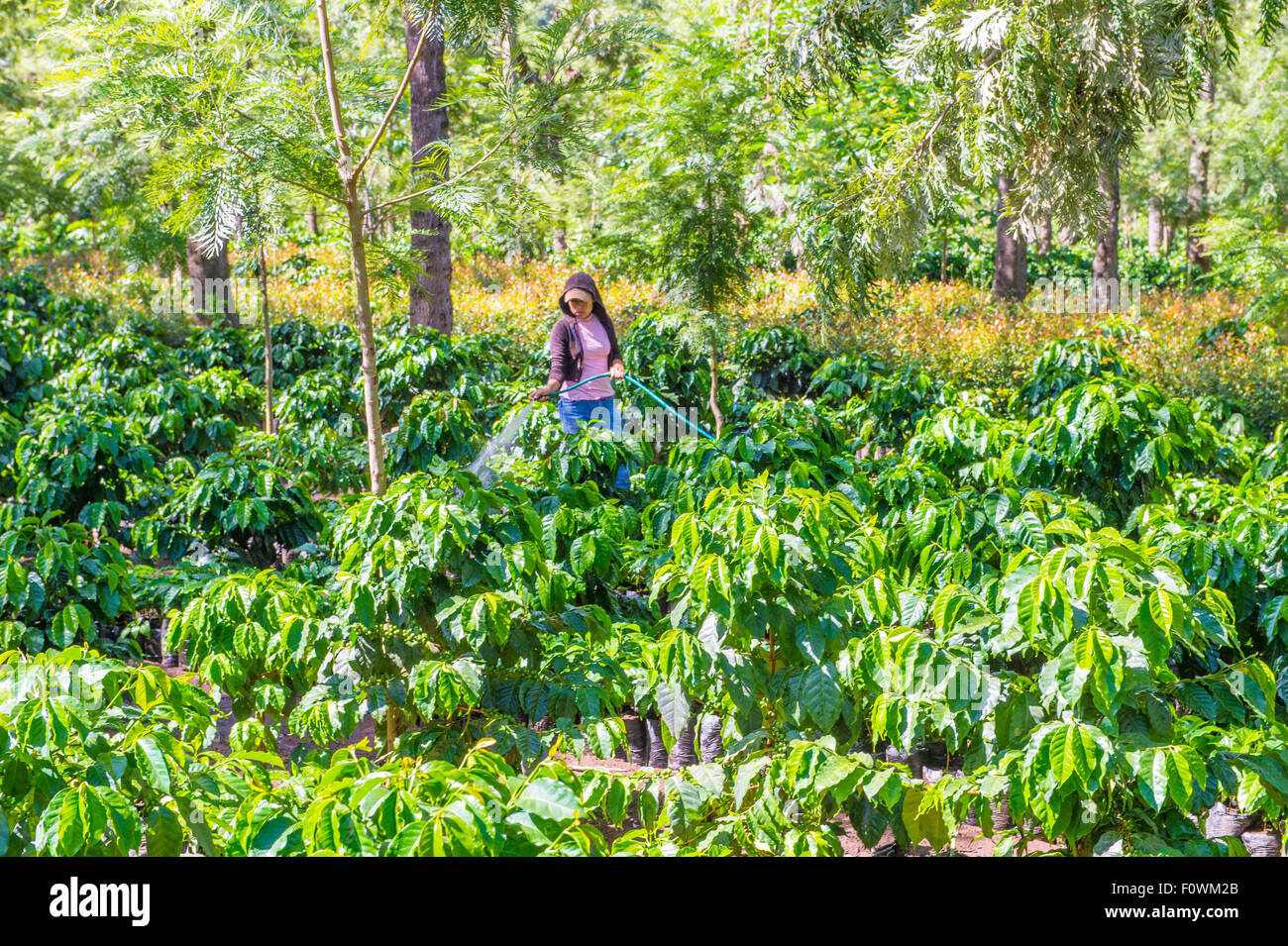 Coffee Farm Guatemala Stock Photos & Coffee Farm Guatemala Stock Images ...