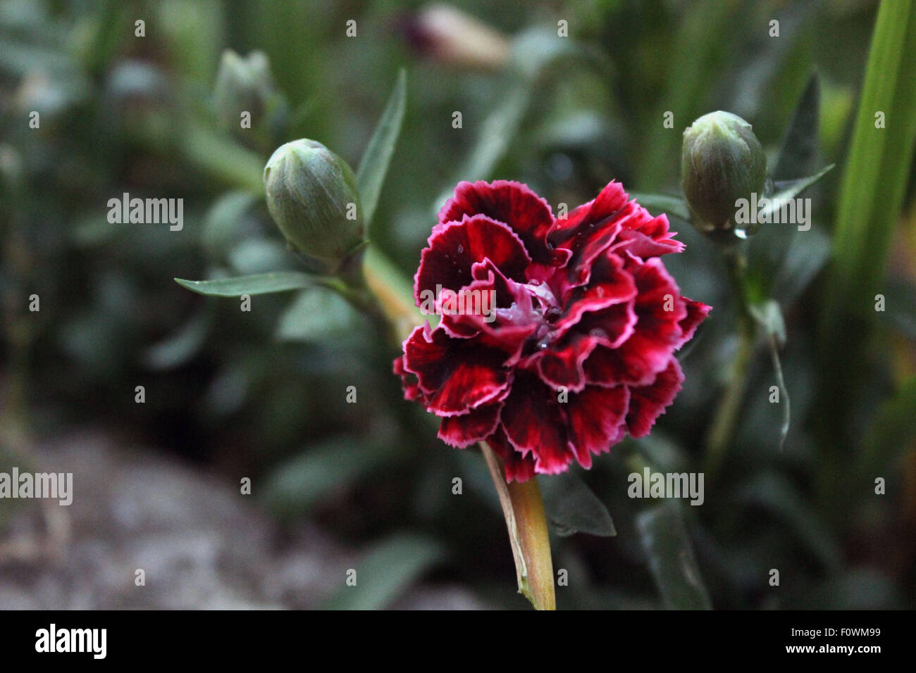 Red carnation hi-res stock photography and images - Alamy